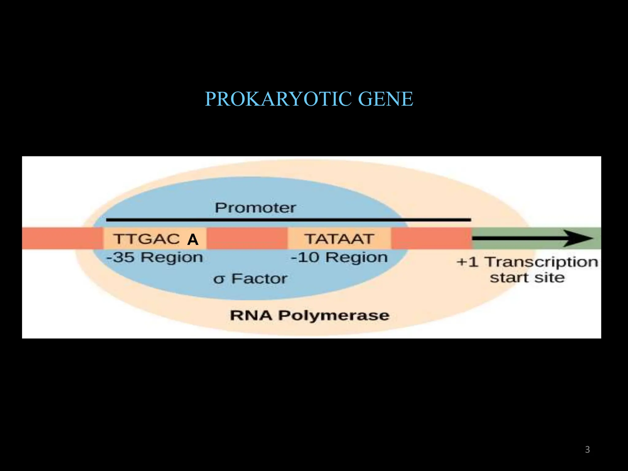 Control elements of gene- promoter..pptx
