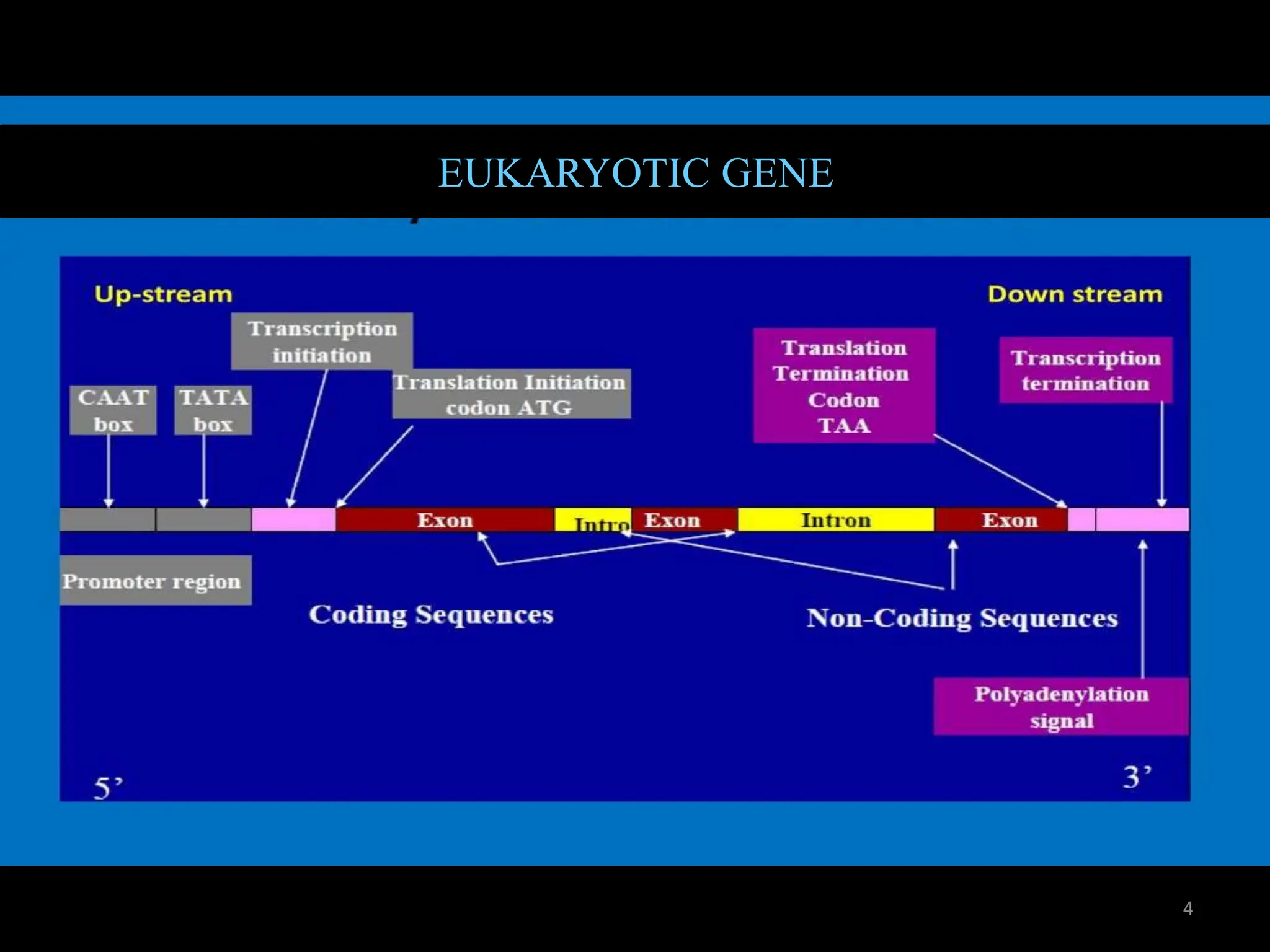 Control elements of gene- promoter..pptx