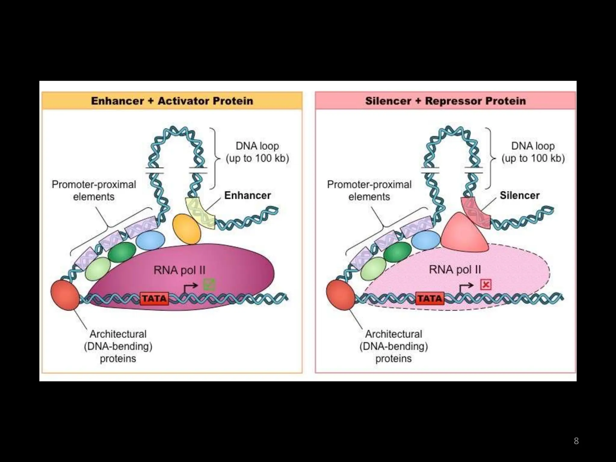 Control elements of gene- promoter..pptx
