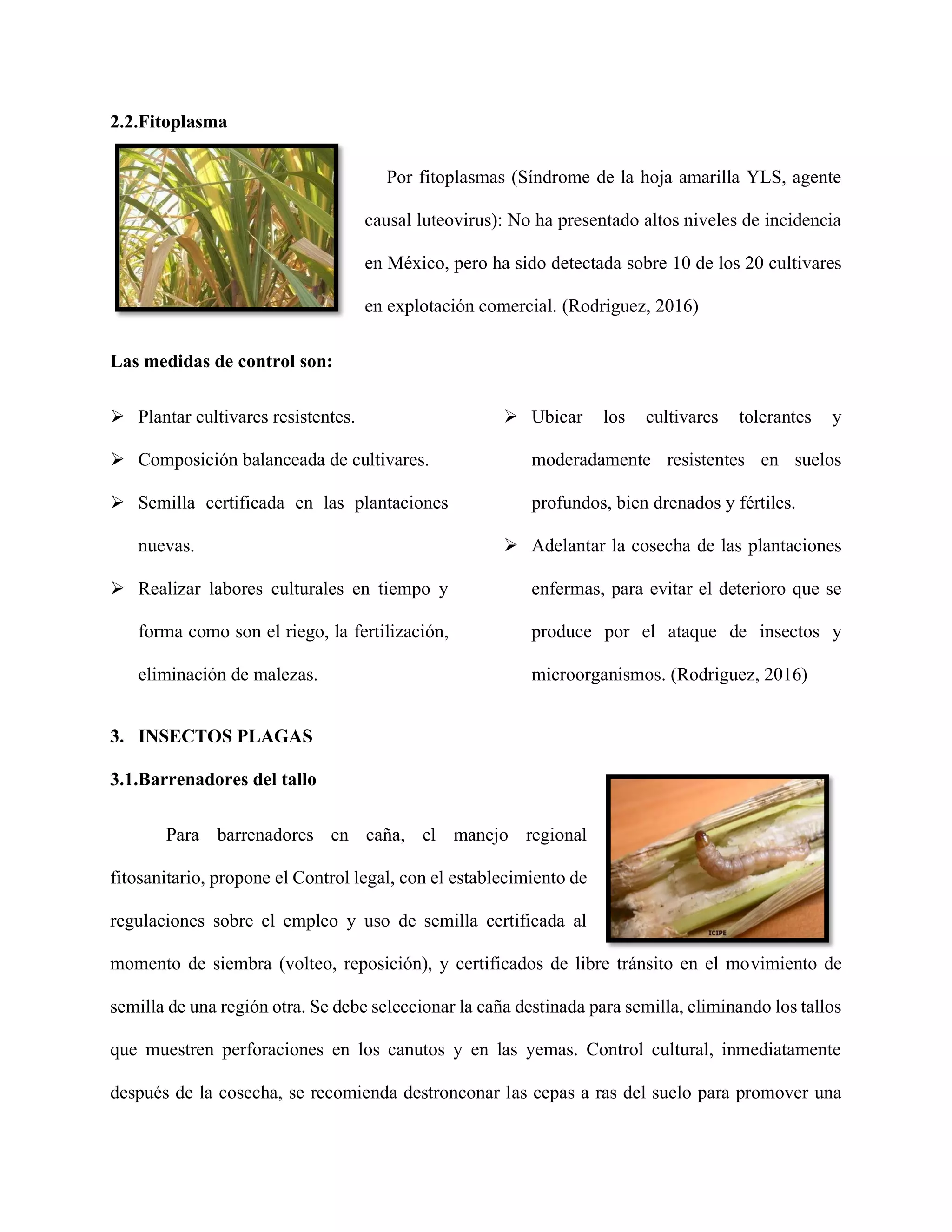 Control fitosanitario del cultivo de caña de azúcar.pdf