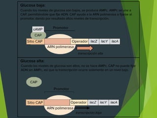 Control genico procariontes | PPT