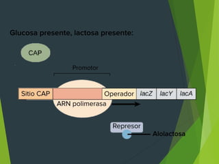 Control genico procariontes | PPT