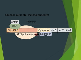 Control genico procariontes | PPT