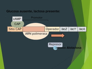 Control genico procariontes | PPT