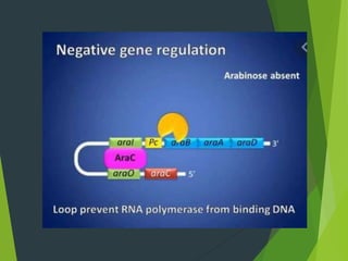 Control genico procariontes | PPT
