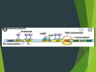 Control genico procariontes | PPT