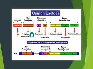 Control genico procariontes | PPT