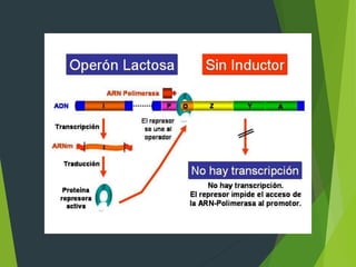 Control genico procariontes | PPT