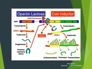 Control genico procariontes | PPT