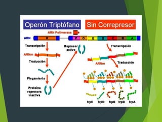 Control genico procariontes | PPT | Genetics | Science