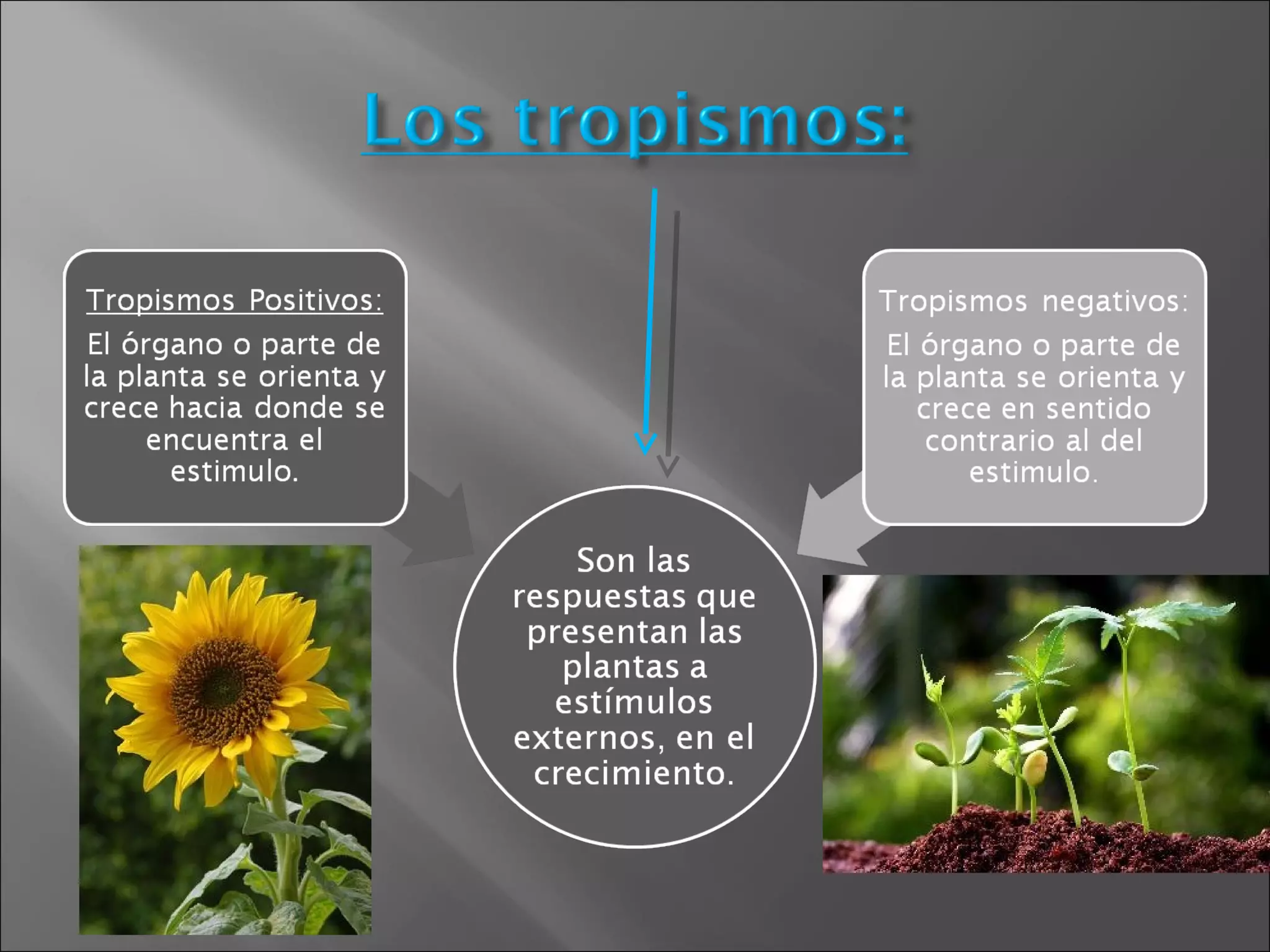 Control hormonal del crecimiento de las plantas thania | PPT Control hormonal del crecimiento de las plantas thania | PPT