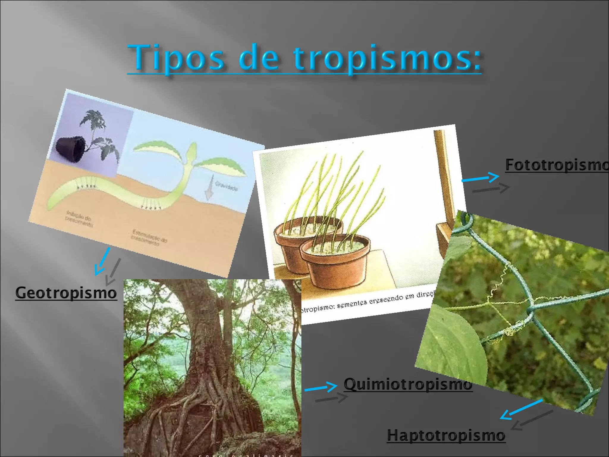 Control hormonal del crecimiento de las plantas thania | PPT Control hormonal del crecimiento de las plantas thania | PPT