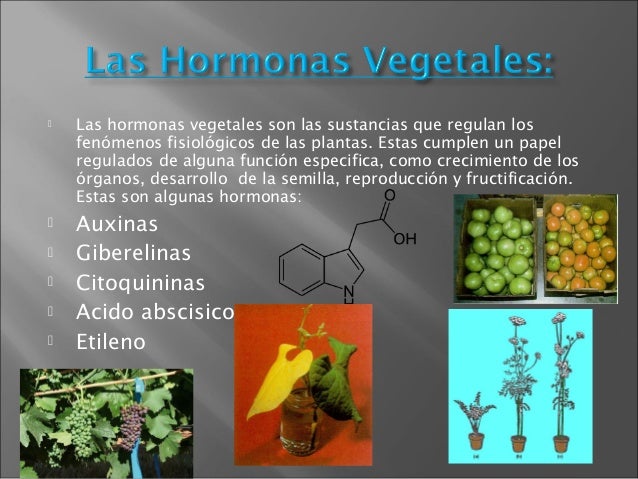 Control hormonal del crecimiento de las plantas thania Control hormonal del crecimiento de las plantas thania