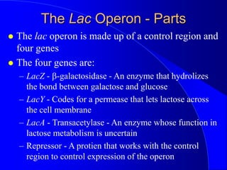 Controling-Gene-Expression-operon-types of regulation..ppt