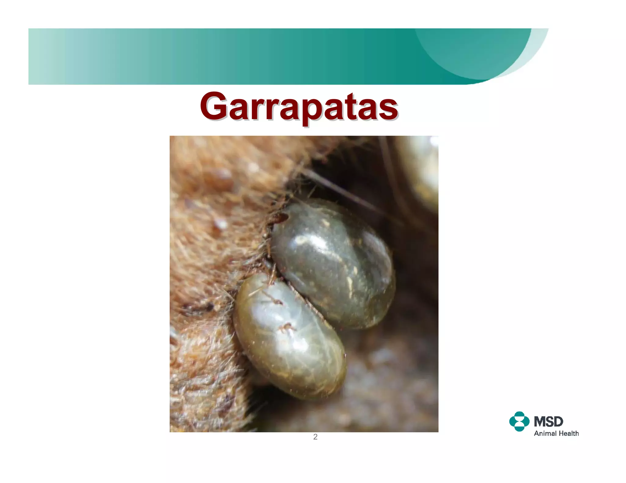 Control integrado de garrapatas fp MSD Salud Animal salud ...