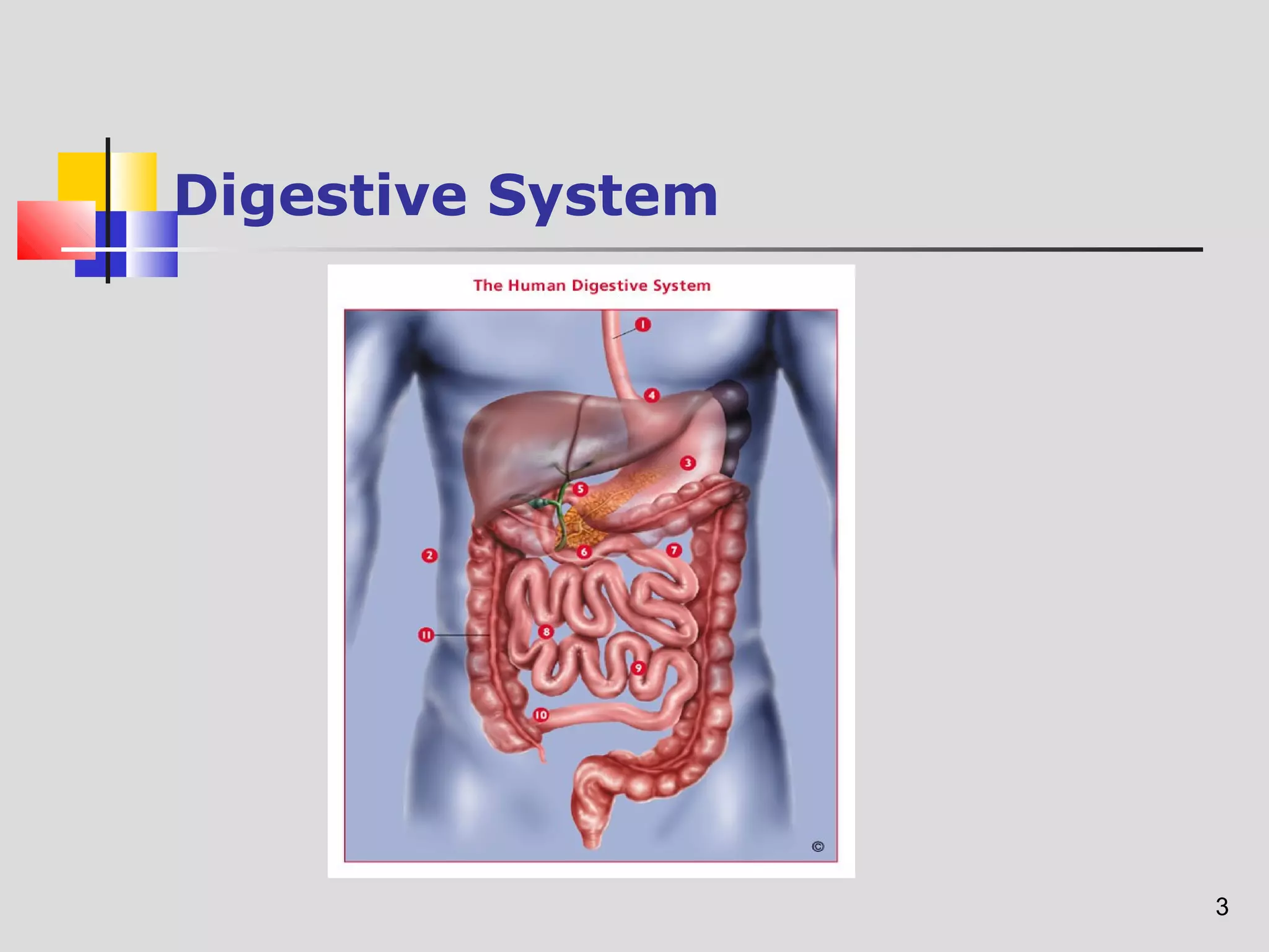 Controlled Release Oral Drug Delivery System | PPT