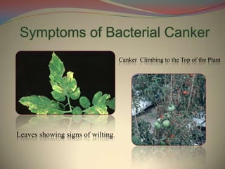 Controlling bacterial canker | PPTX