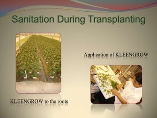 Controlling bacterial canker | PPTX