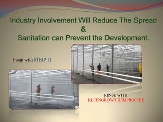 Controlling bacterial canker | PPTX