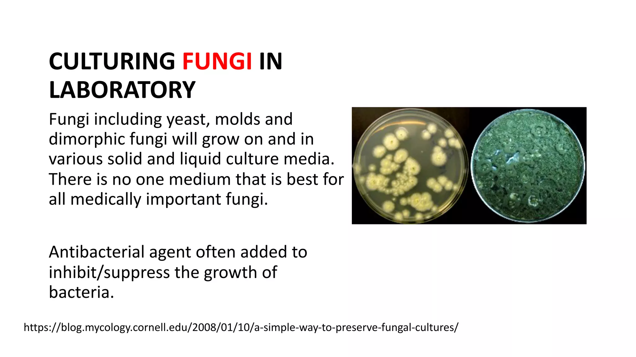 Controlling microbial growth in vitro | PDF