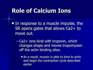 Controlling muscle contraction | PPT