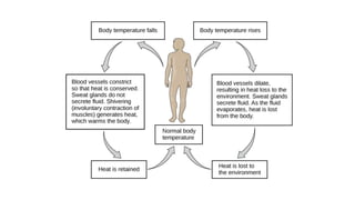 Controlling the body temperature.pptx | Thyroid Disorders | Endocrine ...