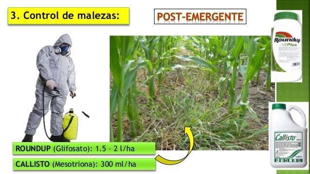 Control De Malezas En Jardinería