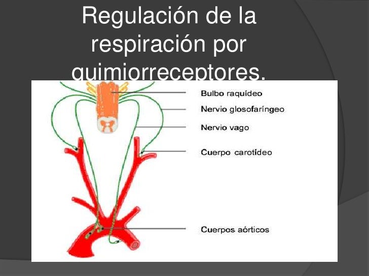 ANATOMÍA Y FISIOLOGÍA PULMONAR : febrero 2018