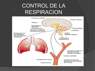 Control nervioso de la respiracion y la funcion | PPTX