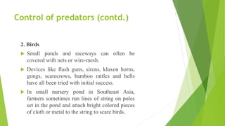 Control of aquatic weed ,predators, weed fish, pest in aquaculture | PPTX