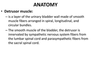 Detrusor Muscle
