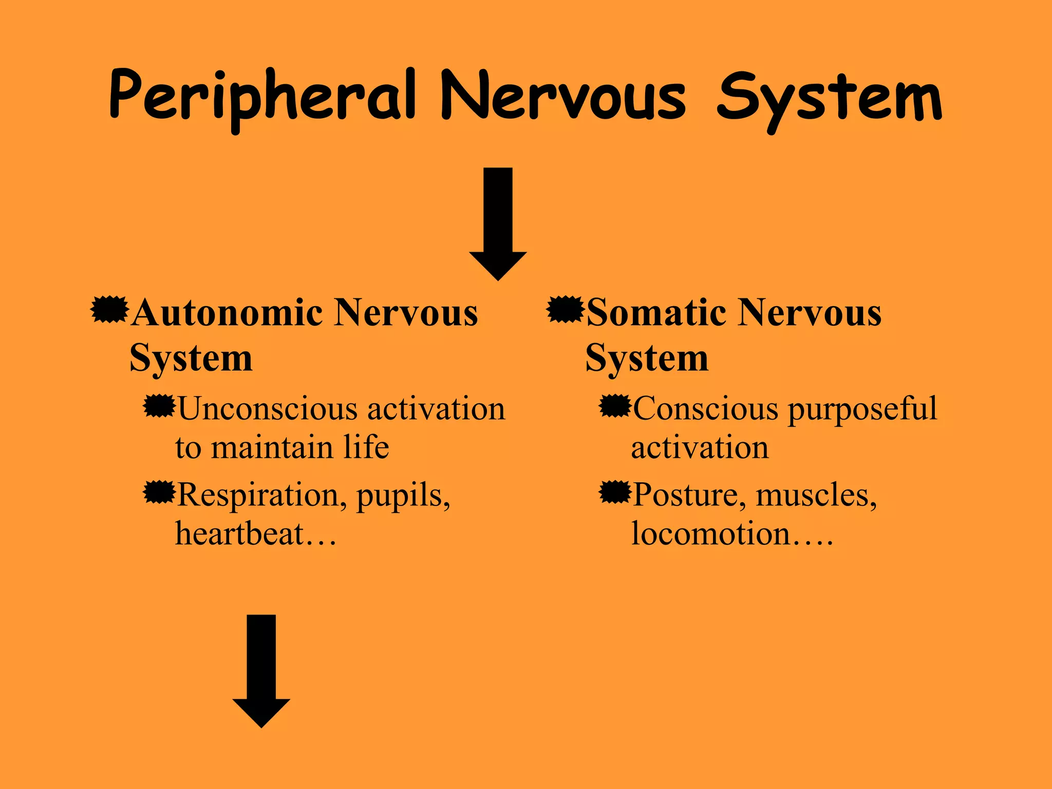 Control of body functions | PPT