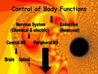 Control of body functions | PPT