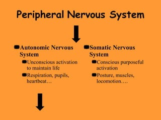 Control of body functions | PPT