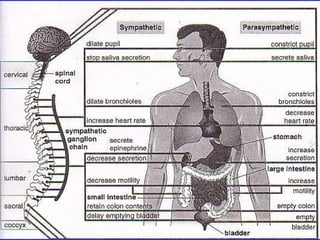 Control of body functions | PPT