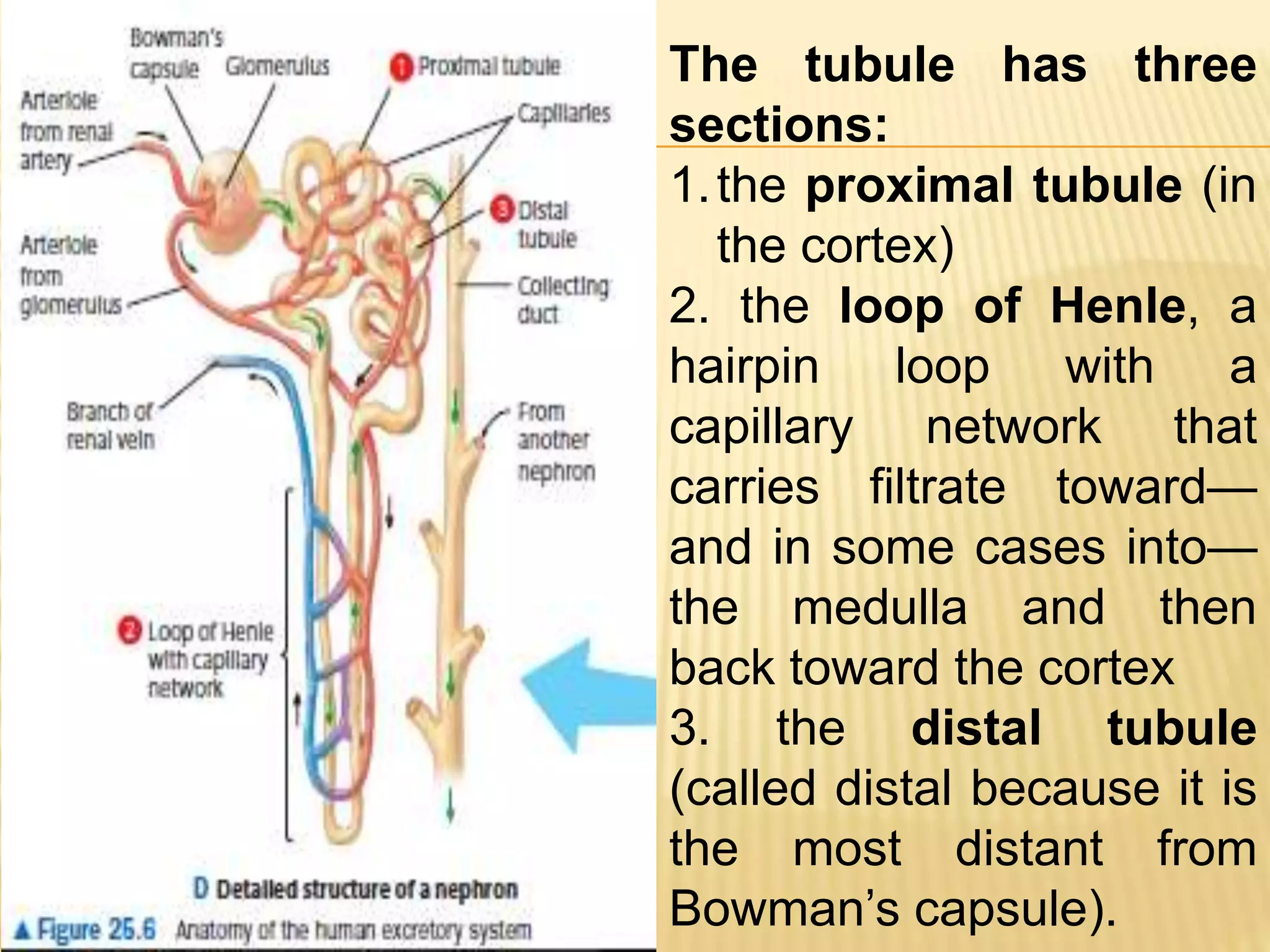 Control of body temperature and water balance (copy) | PPTX