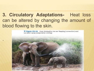 Control of body temperature and water balance (copy) | PPTX