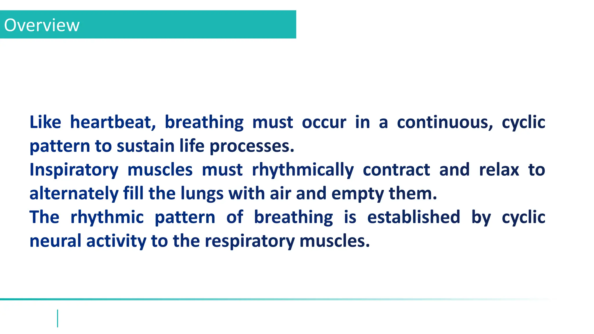 Control of breathing Respiratory System | PDF
