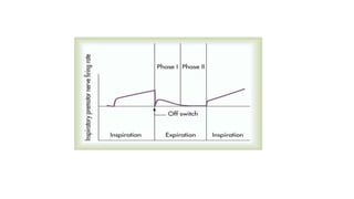 Control of breathing Respiratory System | PPT