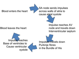 Control of cardiac cycle | PPTX