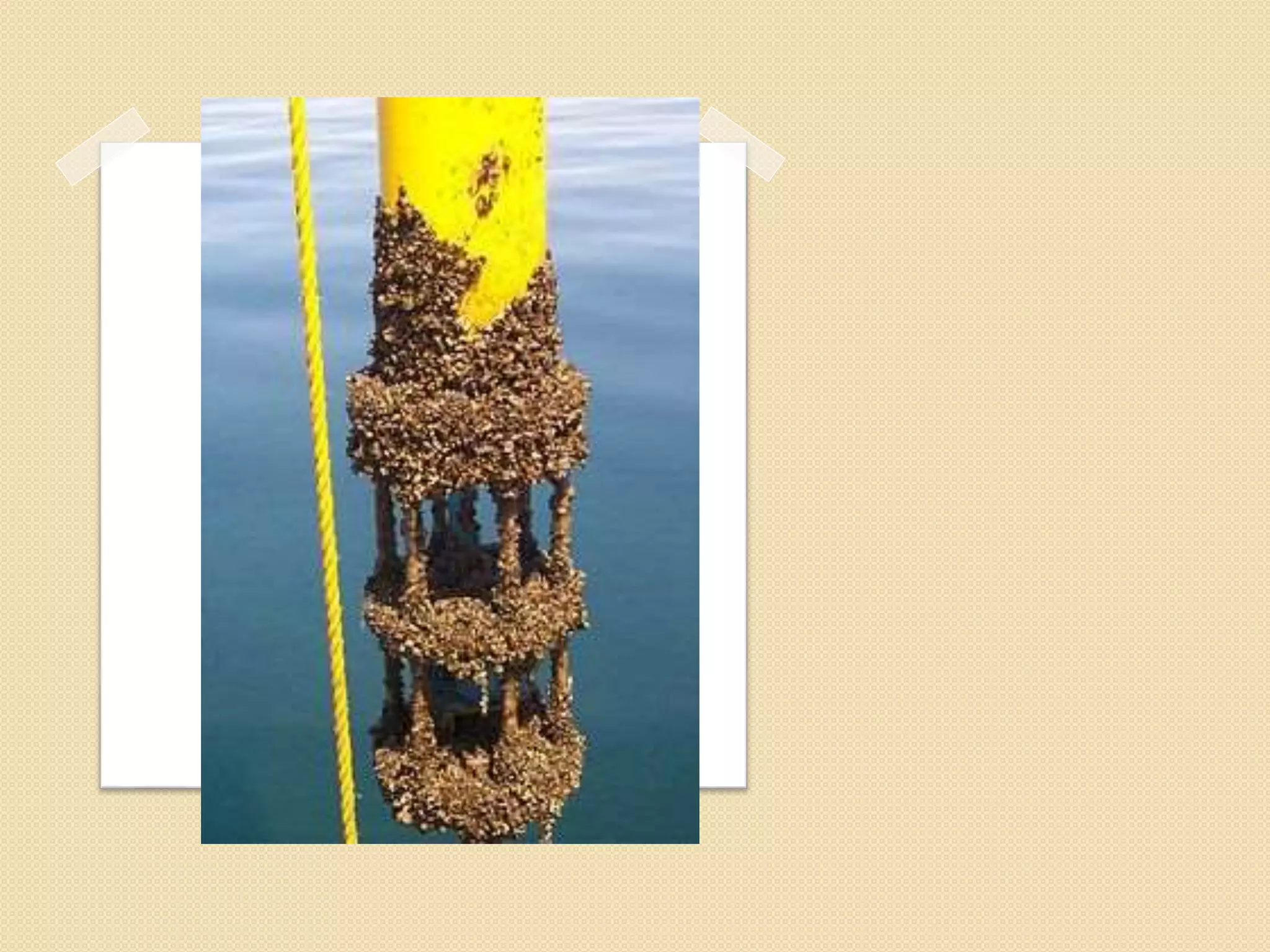 Control of corrosion of underwater piles | PPTX