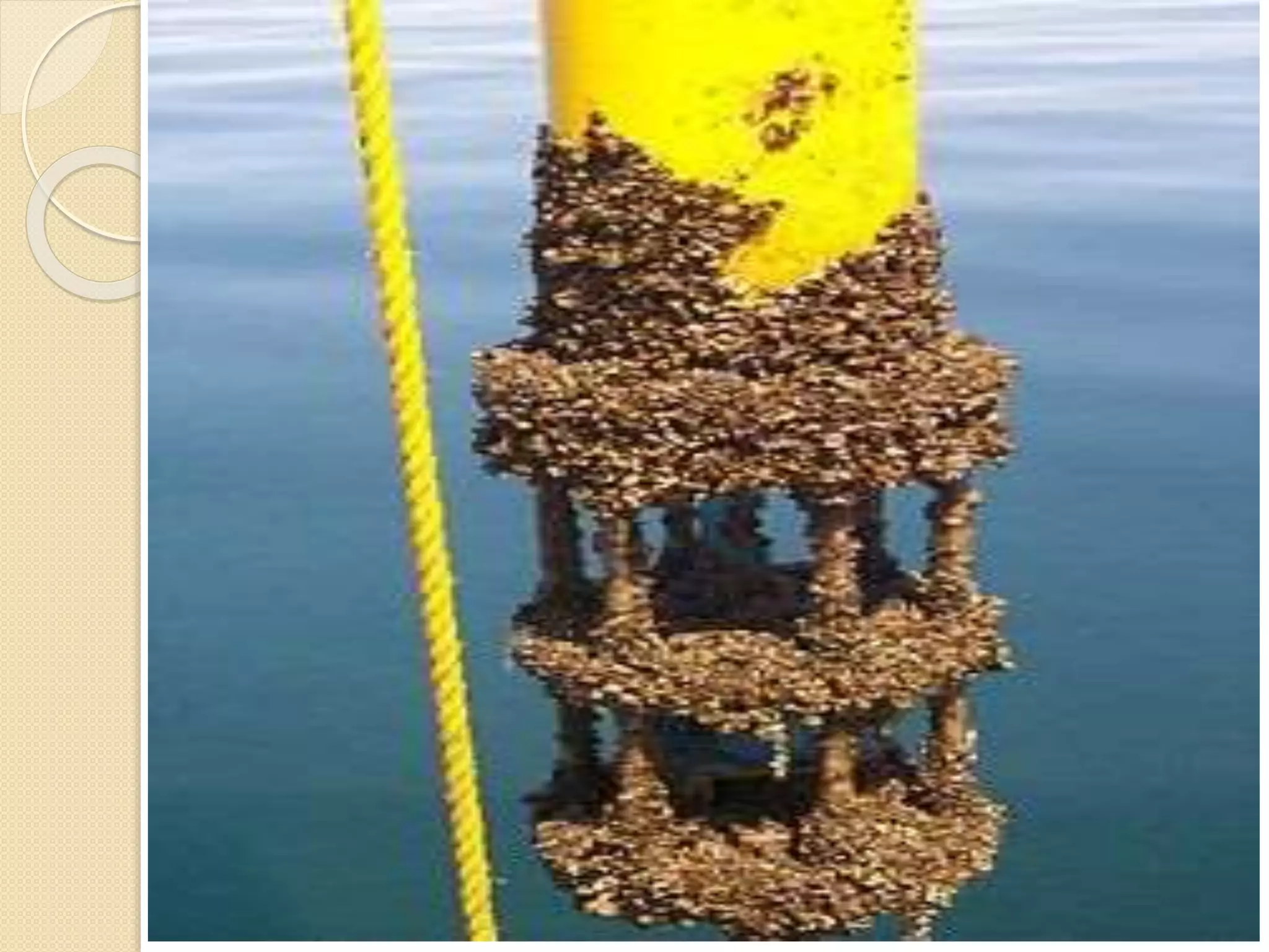 Control of corrosion on underwater piles ppt | PPTX