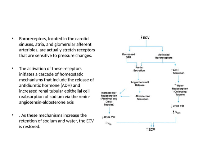 CONTROL OF EXTRACELLULAR FLUID VOLUME BY THE KIDNEYpp.pptx