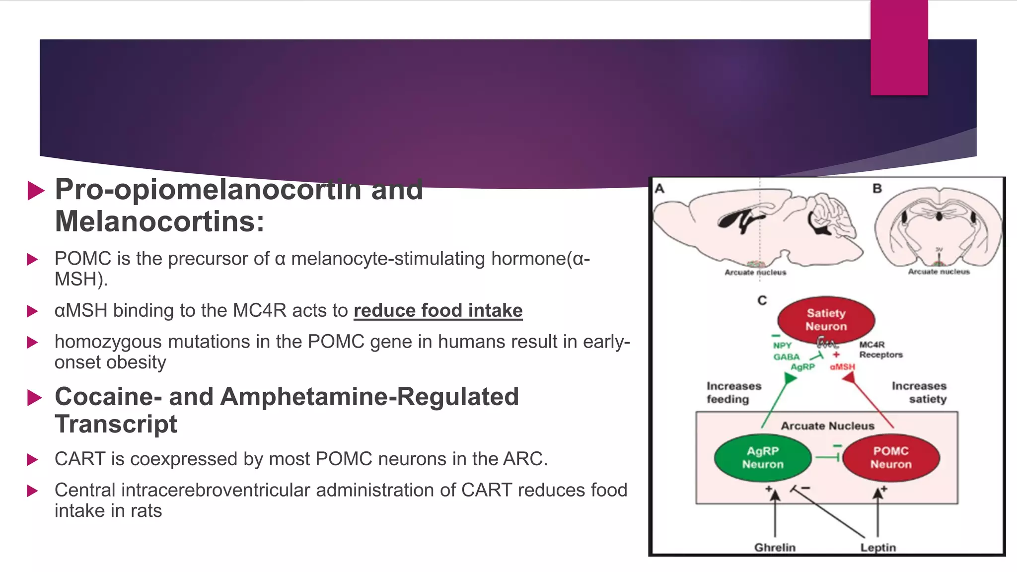 Control of food intake and appetite | PDF