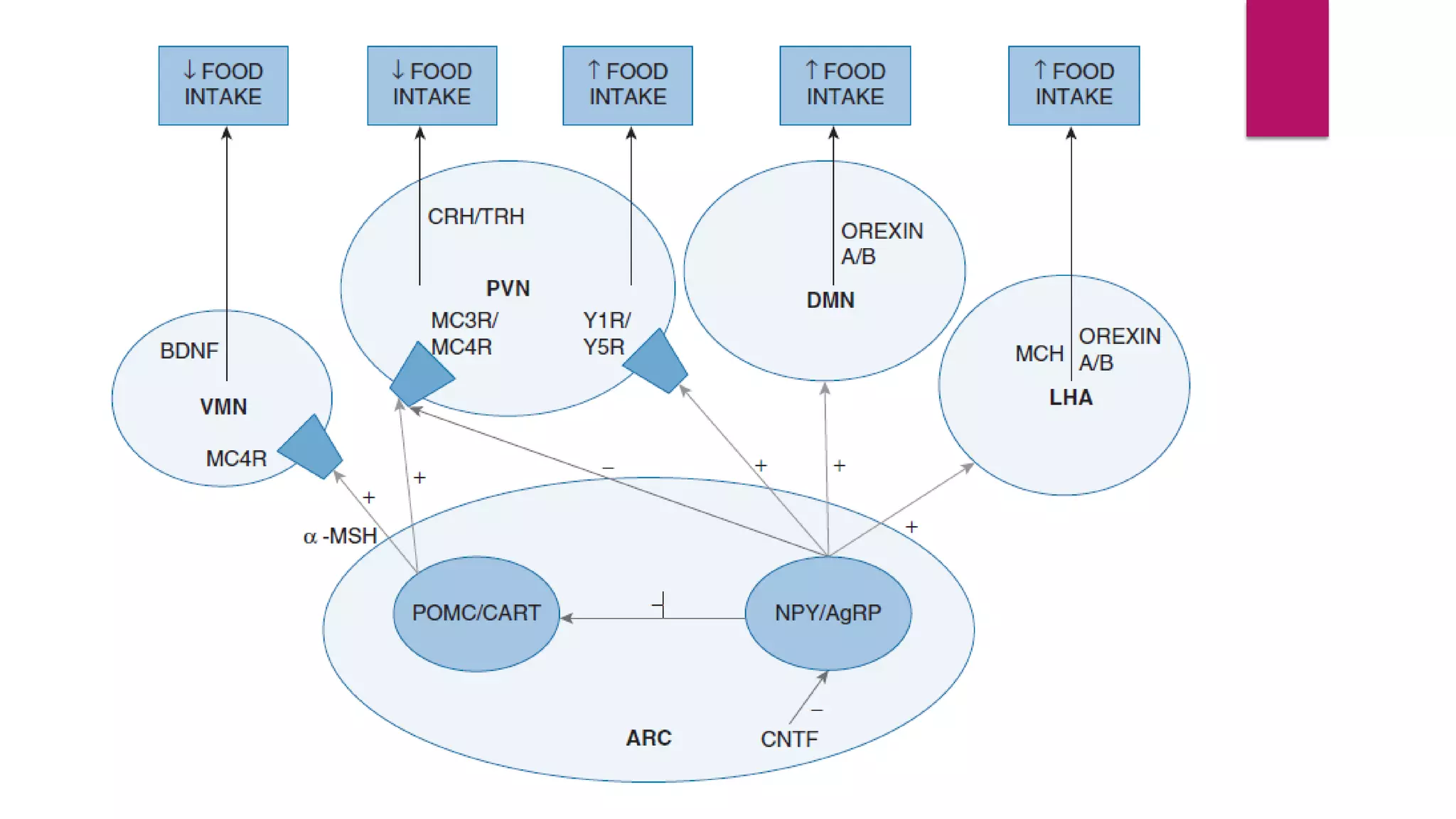 Control of food intake and appetite | PDF