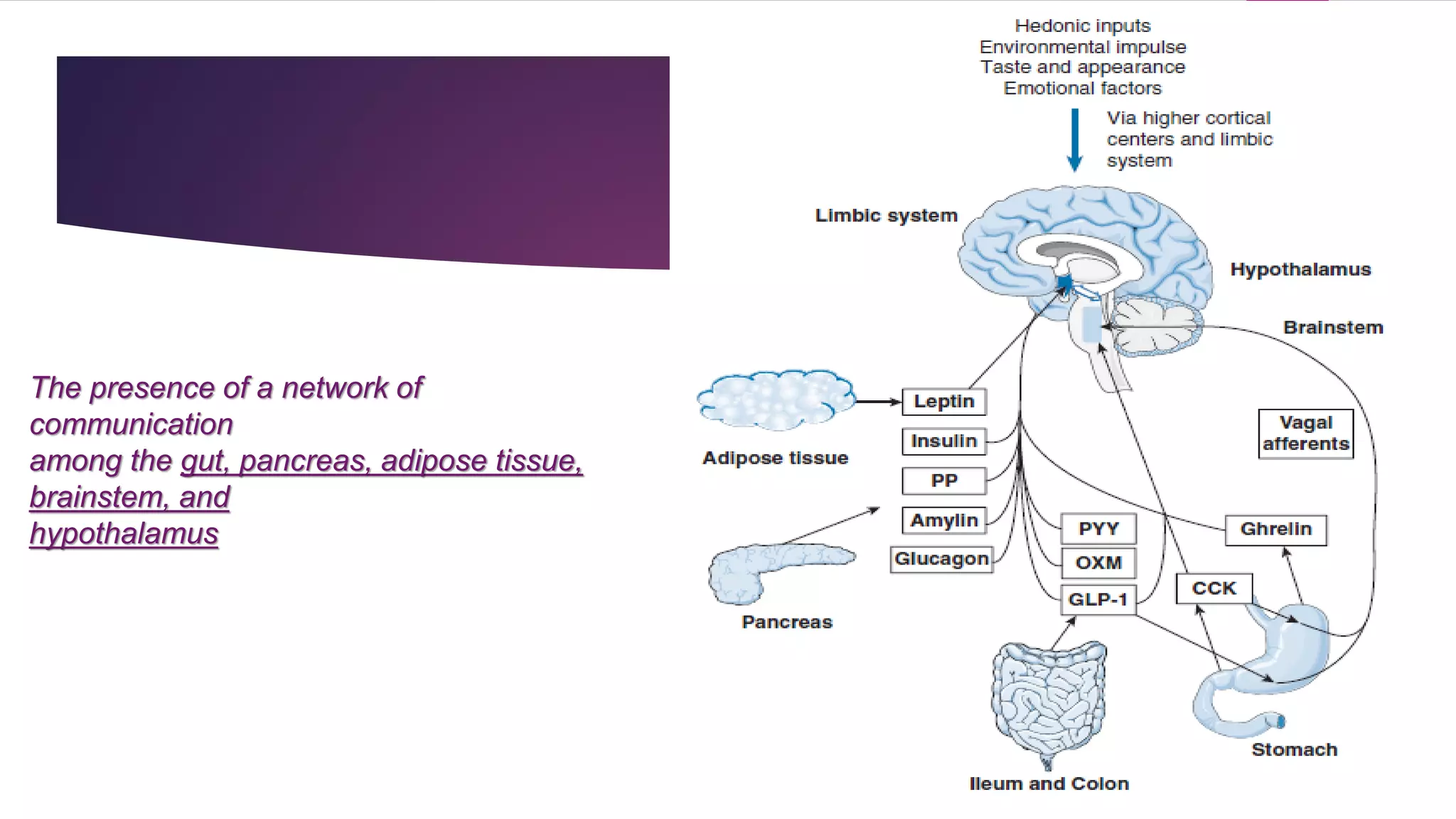 Control of food intake and appetite | PDF