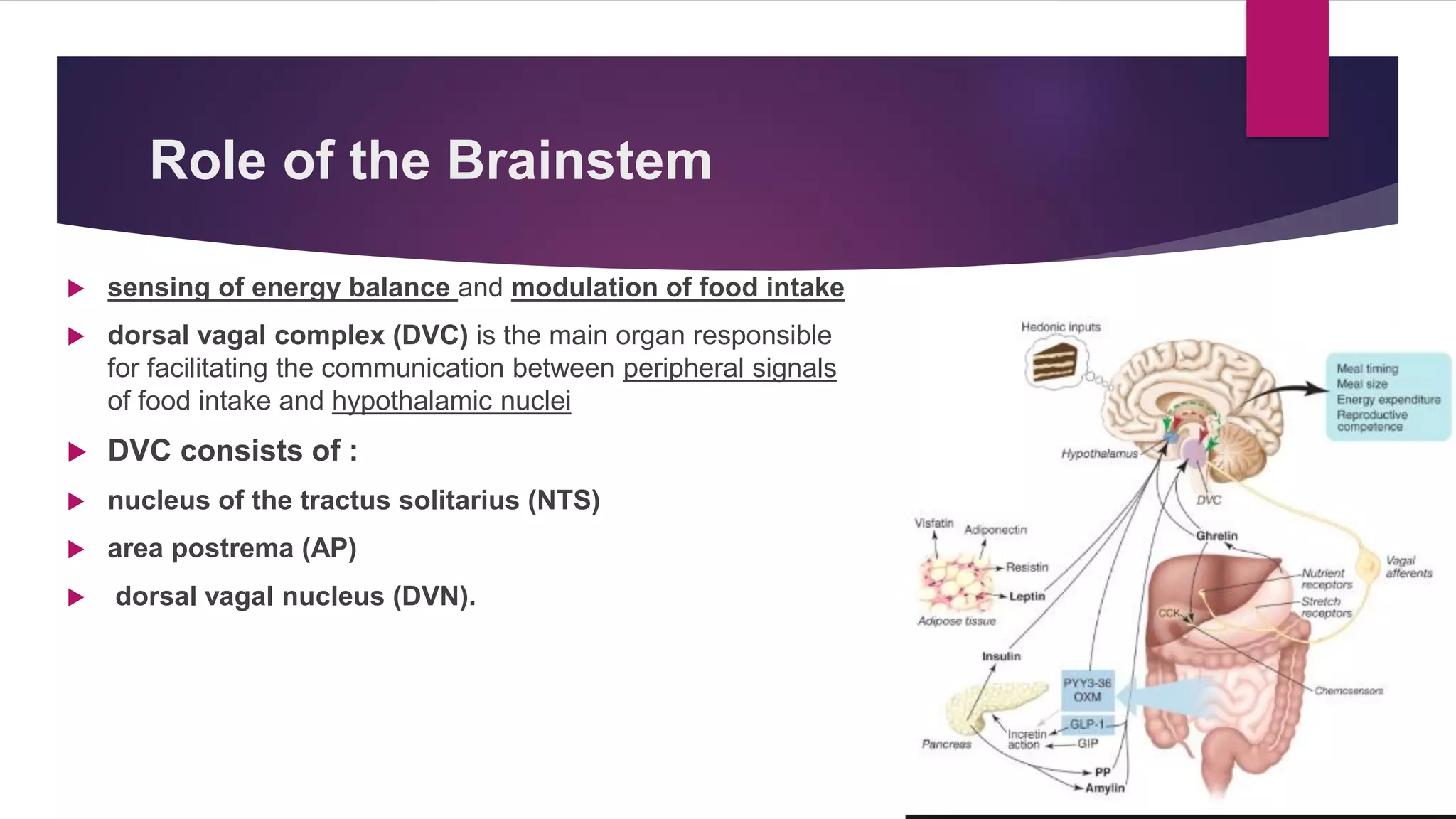 Control of food intake and appetite | PDF