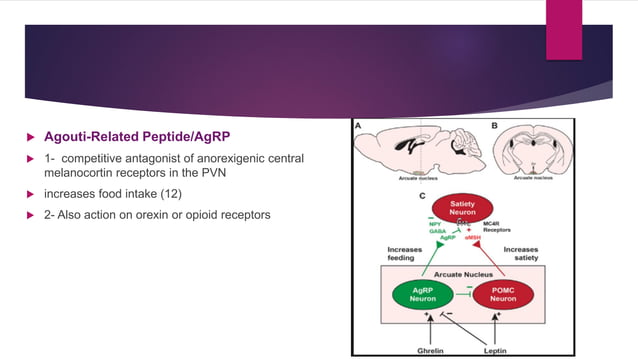 Control of food intake and appetite | PDF | Endocrine and Metabolic ...