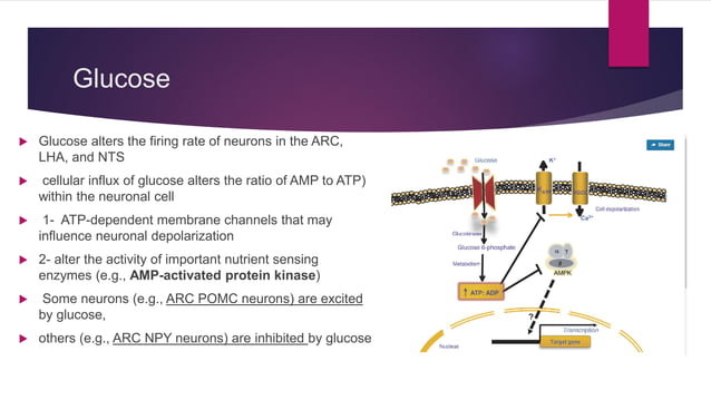 Control of food intake and appetite | PDF | Endocrine and Metabolic ...