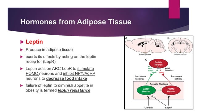 Control of food intake and appetite | PDF | Endocrine and Metabolic ...